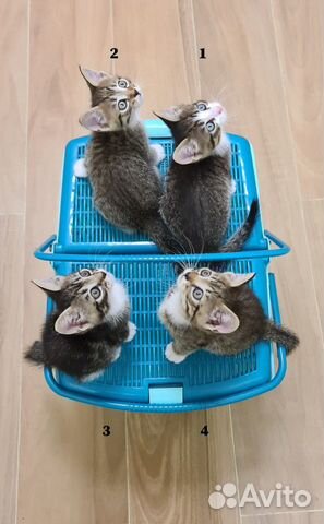 Домашние котята ищут дом