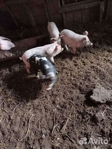 Поросята