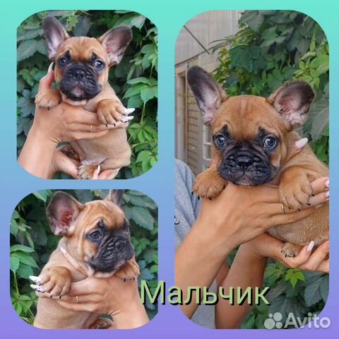 Французский бульдог щенки РКФ
