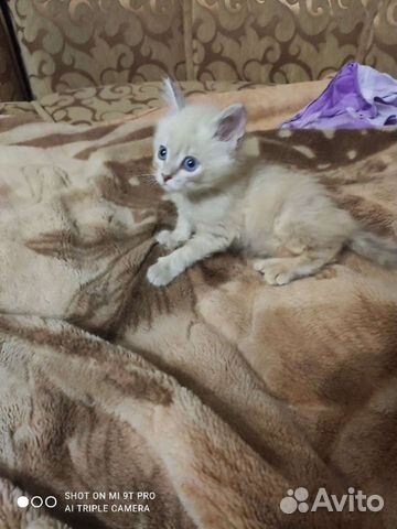 Отдаем кошечек