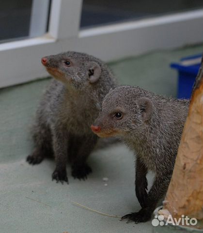 Семья мангустов