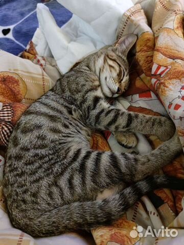 Котëнок Метиз