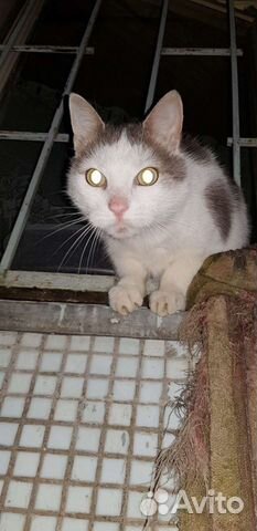 Кот сиротинушка Кузя-дедушка умер-кот брошен