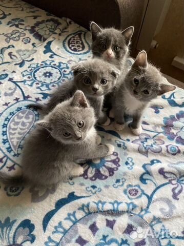Отдам милейших котиков в любящие руки