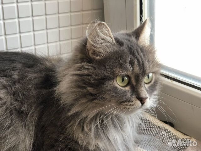 Микро кошка ищет дом