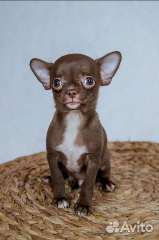 Щенки чихуахуа
