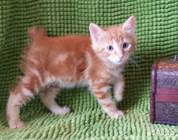 Курильский бобтейл