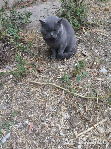 Ласковый котик (британец) ищет новых хозяев
