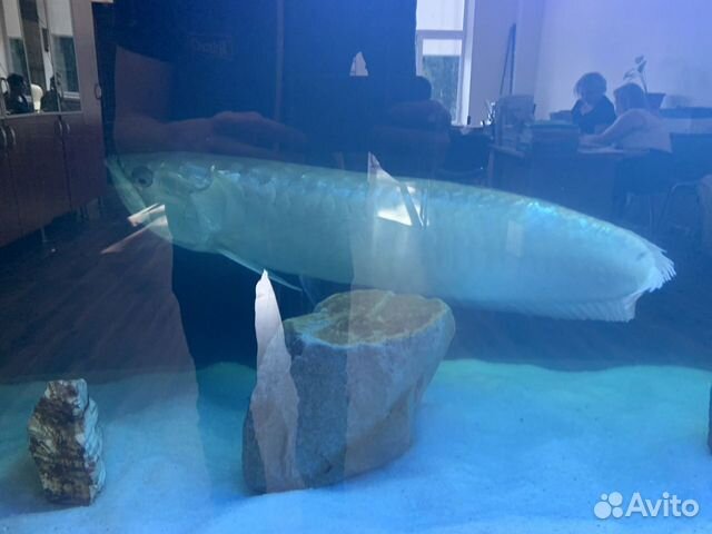 Аравана большая