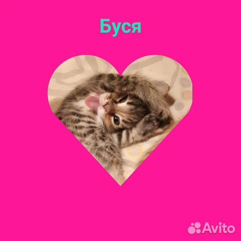 Кошки в добрые руки бесплатно