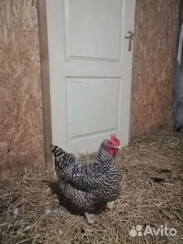 Куры Плимутрок Мясояичная