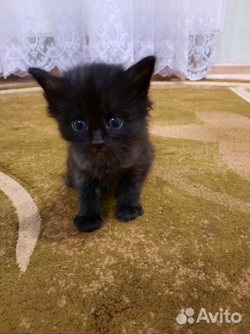 Котенок сибирская голубая в добрые руки бесплатно