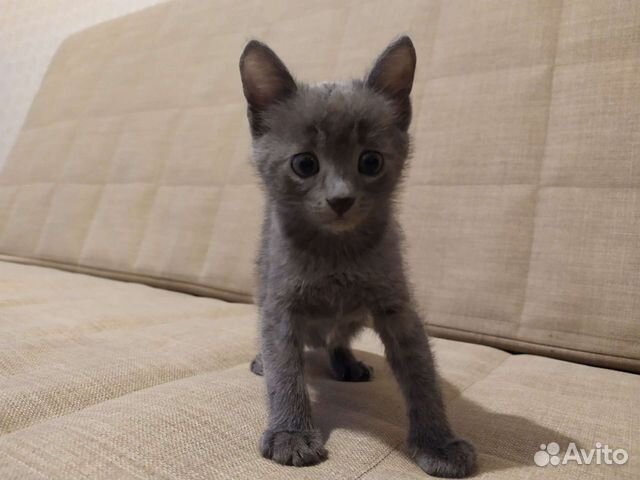 Котенок мальчик бесплатно (с доставкой)