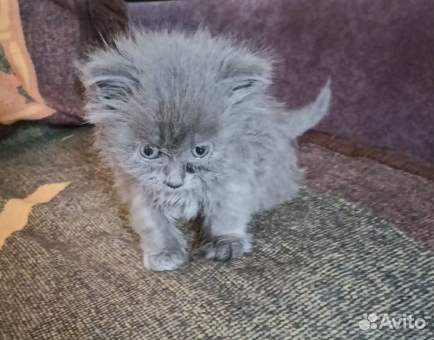 Отдам даром игривую кошечку