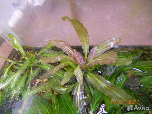 Эхинодорус Филиппова "Солнечный кормилец"