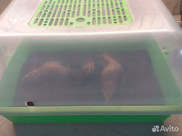 Улитки Ахатины бесплатно