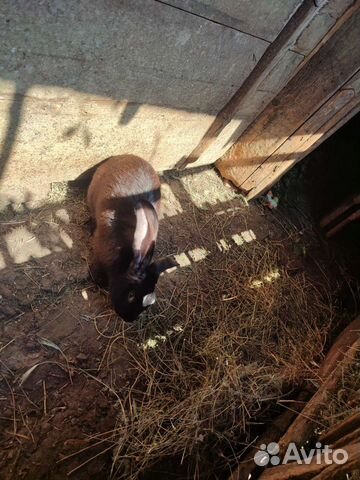 Крол, немецкий пëстрый великан