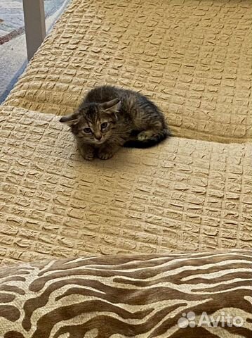 Котенок в добрые руки