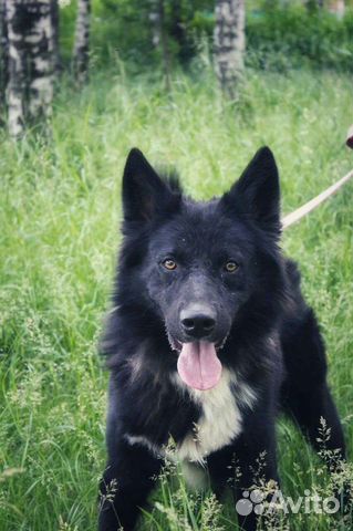 Домашний Гриша ищет дом