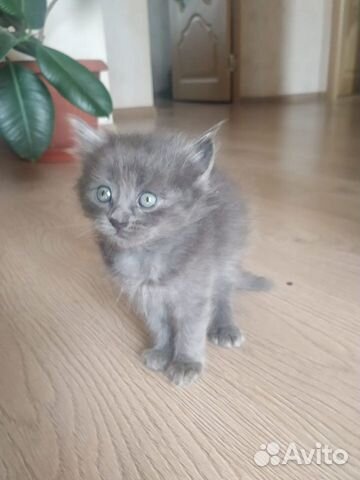Кошки в добрые руки бесплатно