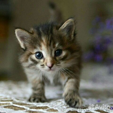 Дворняжки котята