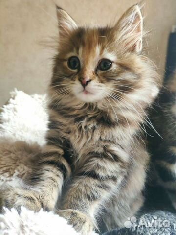 Котенок в хорошие руки, девочка