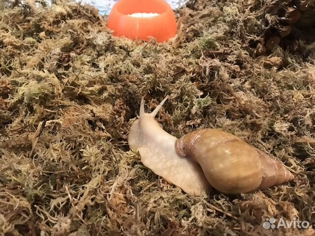 Улитка Ахатинка с террариумом