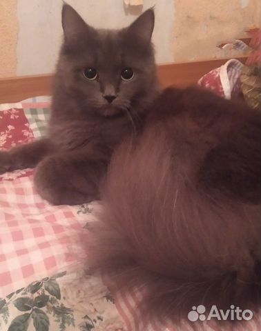 Кошка нибелунг в семью