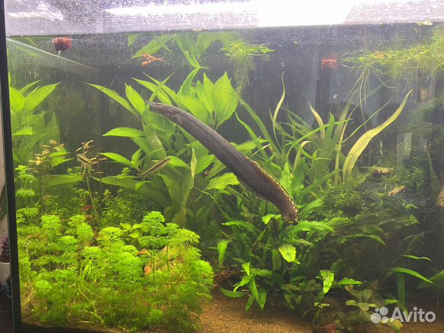 Мастацембел арматус