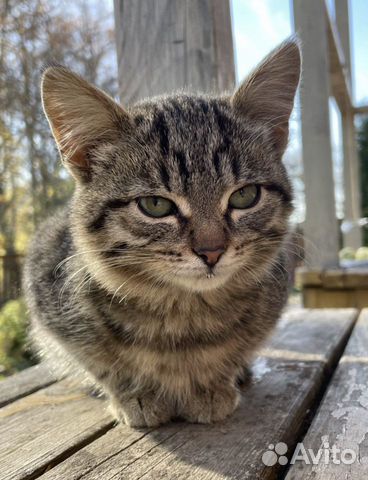 SOS чудесные котята дачники 3 месяца в дар