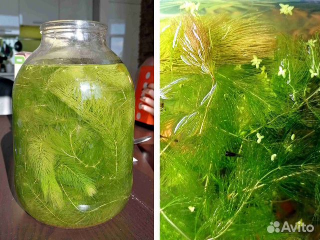 Роголистник (3-х литровая банка)