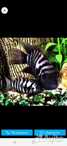 Цихлозомы чернополосатые