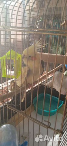 Попугай корелла с клеткой