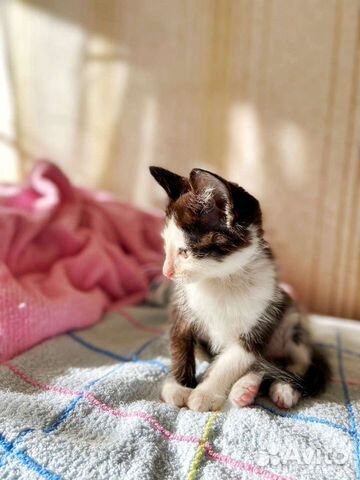 Кошки в добрые руки бесплатно