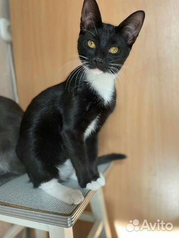 Кошки в добрые руки