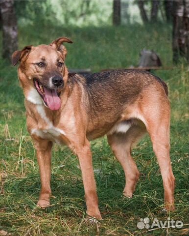 Собака в добрые руки