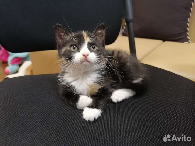 Красота ищет маму
