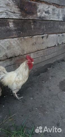 Продам Петуха