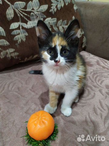 Трехшерстная кошечка