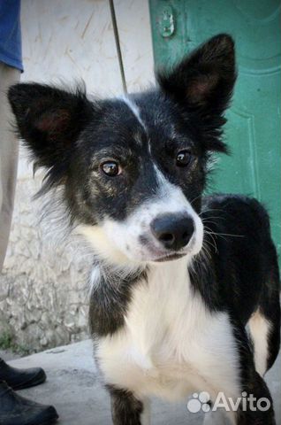 Миниатюрный песик Тим в добрые руки