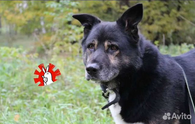 Рекс капитан