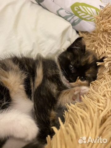 Котёнок в добрые руки