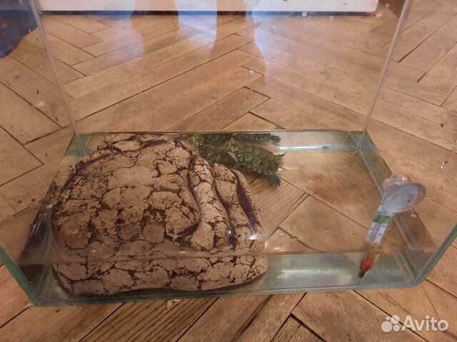 Красноухие черепахи