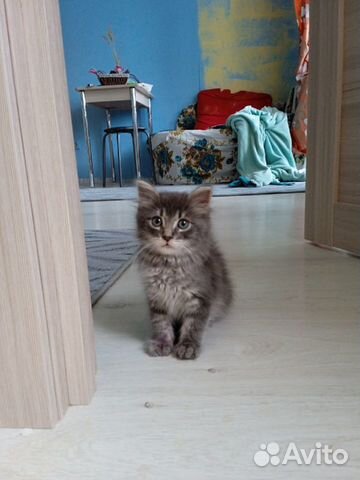 Котенок чудо-ребенок