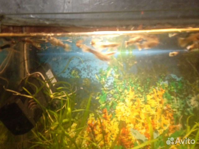 Аквариумные рыбки