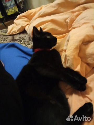 Отдам кота в добрые руки