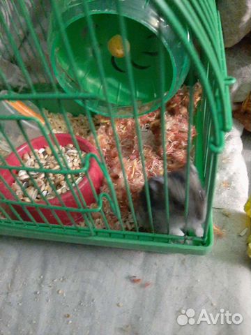 Джунгарский хомяк с клеткой