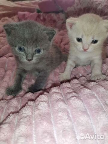 Британские котята