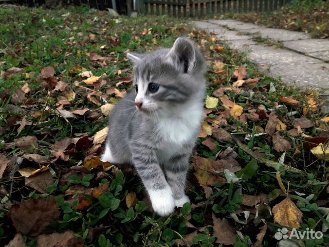 Серый котенок с белыми лапками (девочка, 1.5 мес.)