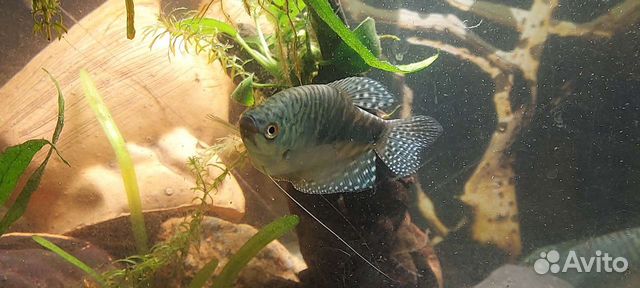 Гурами мраморный